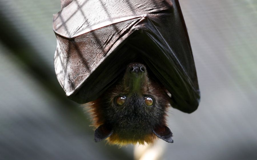 05/16/2020 Blog «The Legel Report»